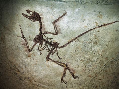 Фосили на неизвестни летящи влечуги са открити в Бразилия Nova Bg