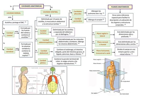 Flashcards De Planos Y Cavidades Anátomicas Por Ana Lisvett Udocz
