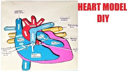 How To Make Heart Model For Science Exhibition Science Projects Maths Tlm English Tlm