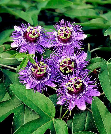 Passion Flower Care Tips For Growing Passion Flowers Artofit