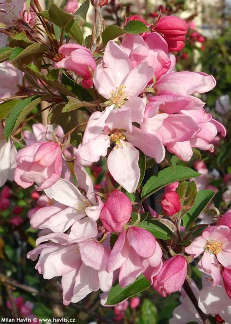 Malus Red Obelisk Okrasná Jabloň Havliscz