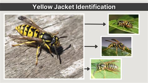 Yellow Jacket Identification Chart With Pictures
