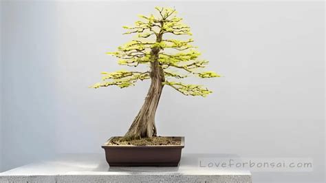 Master The Seasons Your Guide To Caring For Deciduous Bonsai Trees