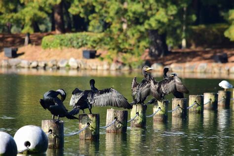 カワウのごちそう 大濠公園西公園ダイアリー