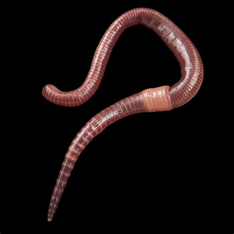 What Is Worm Animal At Leah Woodcock Blog