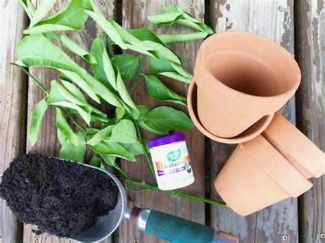 How To Propagate A Lime Tree From Cuttings Creative Cain Cabin