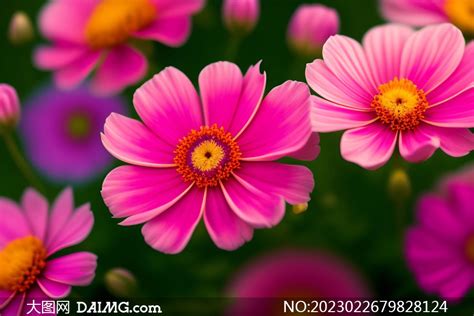 色彩艳丽的波斯菊花卉摄影高清图片 大图网图片素材