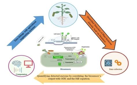 biosensors free full text quantifying plant signaling pathways by