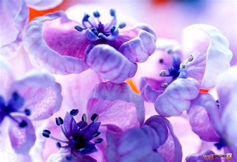 190 Imagens De Fundo Lilás Imagens Gratuitas