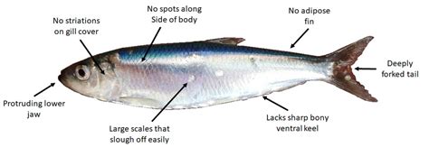 Ca Marine Species Portal