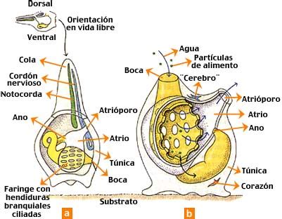 Apb2 Urochordata