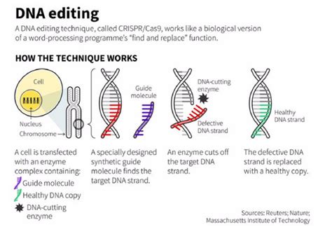 Europe Tightens Restrictions On Crispr Gene Edited Crops