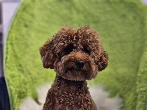 푸들 코코 티컵말티푸분양하는곳 티컵푸들분양하는곳 티컵강아지분양하는곳 화이트비숑프리제분양 화이트포메라니안분양 화이트말티즈분양 화이트말티푸분양 화이트푸들분양 화이트먼치킨분양