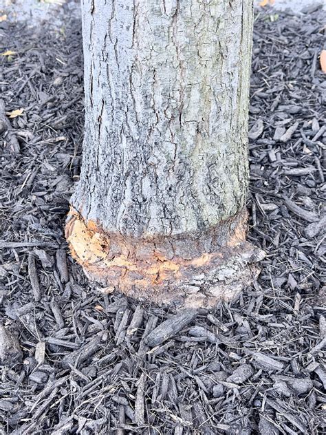 Girlding Root Update 3 R Arborists