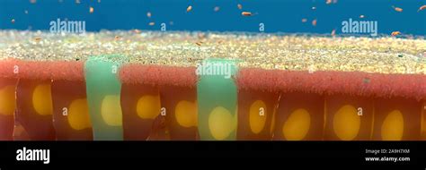 Ciliated Epithelium Goblet Hi Res Stock Photography And Images Alamy