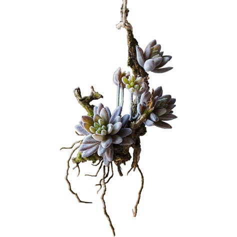 การจำลองพื้นที่สำหรับแขวนผนังสีเขียวในแนวตั้งและแนวตั้งในอากาศที่มีสับปะรดและรากพืช