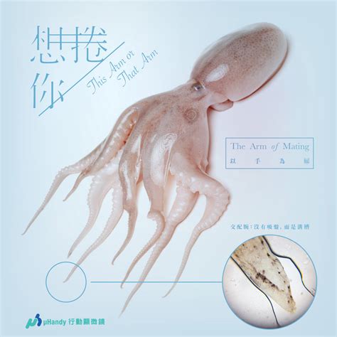 章魚有其中一支腕足是交配用的？一起看看怎麼分辨！ Uhandy 行動顯微