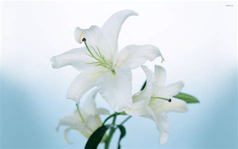 White Lilies Wallpaper