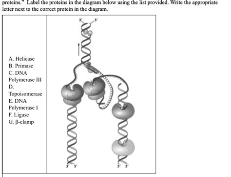 Solved Proteins Label The Proteins In The Diagram