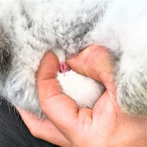 How To Tell A Rabbits Gender Sexing A Rabbit Faithful Family Farmer