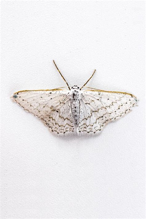 Why Do Wasps Follow You Five Spot Green Living