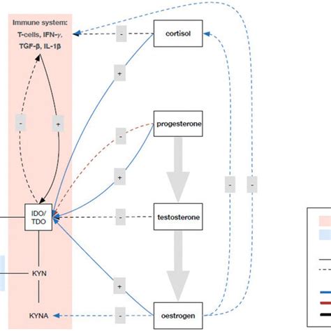 Interactions Of Sex Hormones With The Kynurenine Pathway In A