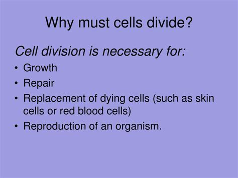 Ppt Chromosomes Binary Fission Mitosis Cancer Powerpoint Presentation