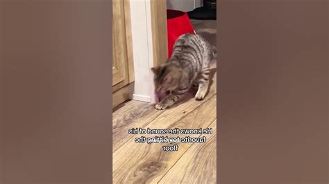 Funny Foryou Cat Funnycat Pets Animals Cute Funnycatsjx Youtube