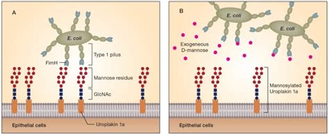 Effects Of D Mannose On Microbial Biofilms R Biofilms