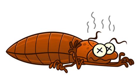 Best Dead Bug Illustrations Royalty Free Vector Graphics And Clip Art