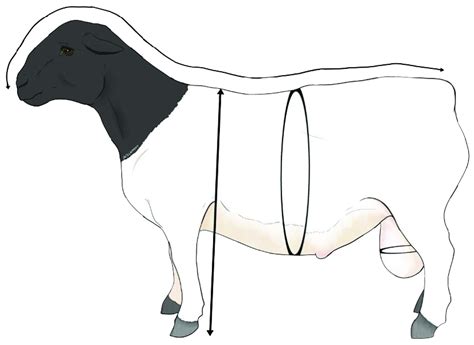 Morphological Variables Evaluated With A Flexible Plastic Tape And Download Scientific Diagram