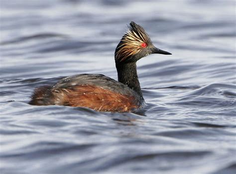 Eared Grebe