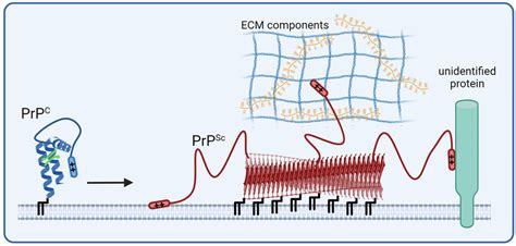 A Structural Model For The Toxicity Of Prpsc The Unstructured Download Scientific Diagram