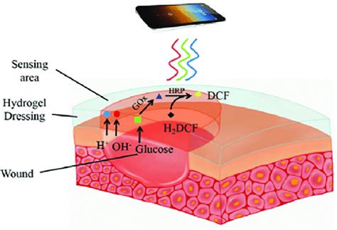 A Multifunctional Pro Healing Zwitterionic Hydrogel For Simultaneous Download Scientific