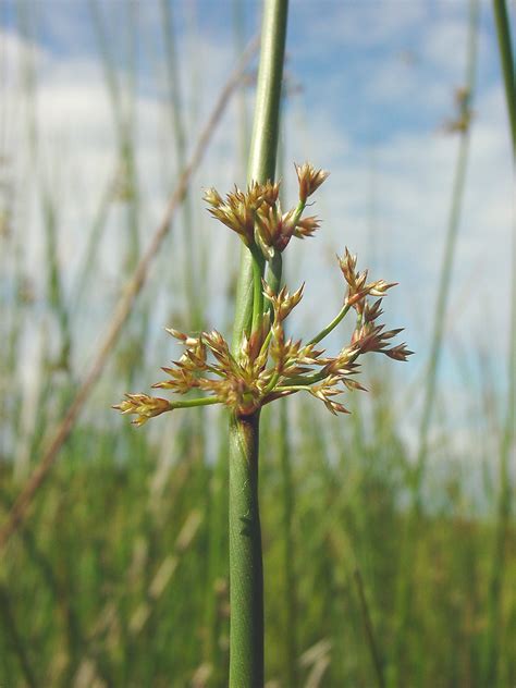 Juncus Effusus Alchetron The Free Social Encyclopedia