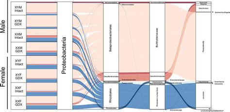 Sex Hormones Sex Chromosomes And Microbiota Identification Of
