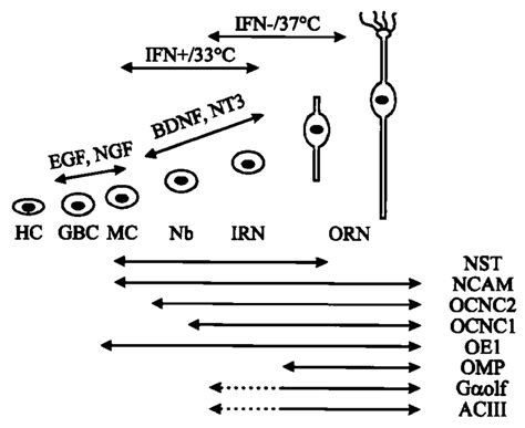 Schematic Representation Of The Development Of The Olfactory Receptor