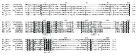 Multiple Sequence Alignment Of The C Terminal Regions For Hpv 16 From