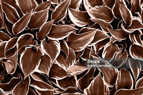 갈색 모카 무스 배경은 신선한 잎으로 만들어졌습니다 2025년 올해의 컬러 0명에 대한 스톡 사진 및 기타 이미지 0명 2025년 갈색 Istock