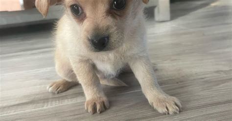 Rehoming Puppies For Free In Las Vegas Nv For Sale And Free — Nextdoor