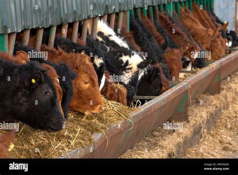 Cattle Farming Beef Cattle Feeding On Silage Mix At Feed Barriers