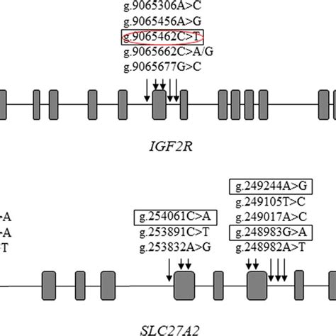 Localization Of Single‐nucleotide Polymorphism Snp Associated With