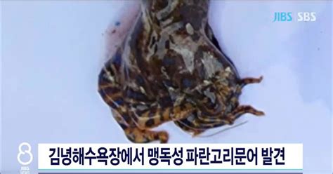 김녕해수욕장에서 맹독성 파란고리문어 발견