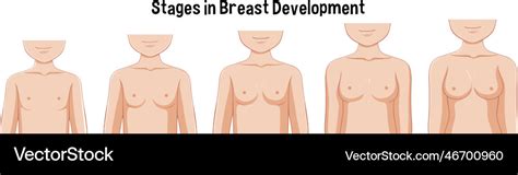 Stages In Breast Development Royalty Free Vector Image
