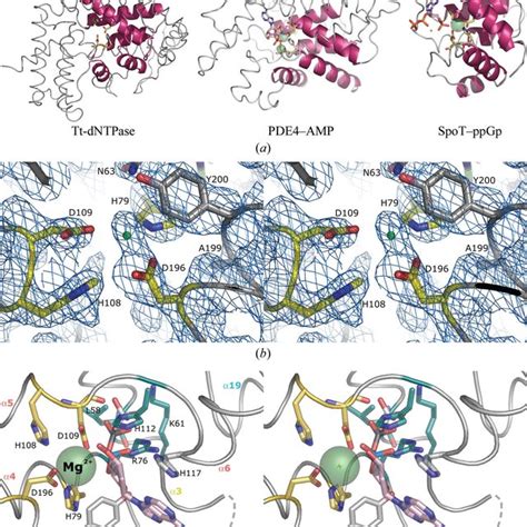 Nucleotide Addition Cycle The Substrate Loading Pathway In Download Scientific Diagram