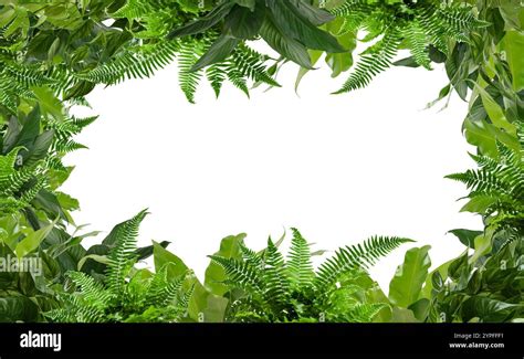 Jungle Leaves Border Png