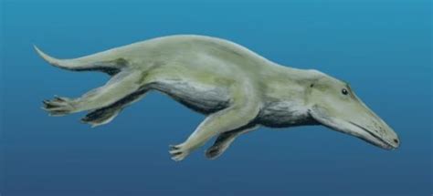 Ambulocetus On Tumblr