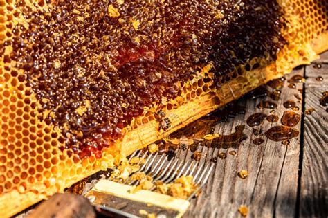 꿀 세포에 작업 꿀벌의 보기를 닫습니다 벌집에 신선한 꿀벌 꿀로 가득 한 꿀벌 왁스 구조프레임 0명에 대한 스톡 사진 및 기타 이미지 Istock