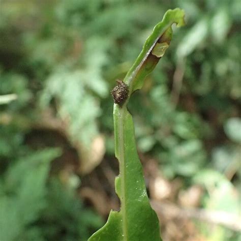 Bolbitis Acrostichoides Plant Care And How To Grow Water