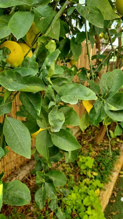 Lemon Tree Leaves Curl Turn Yellow And Drop R Plantclinic